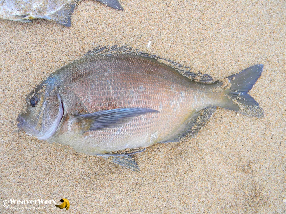 Fishing🎣 South Coast KZN - Mac's Cottages